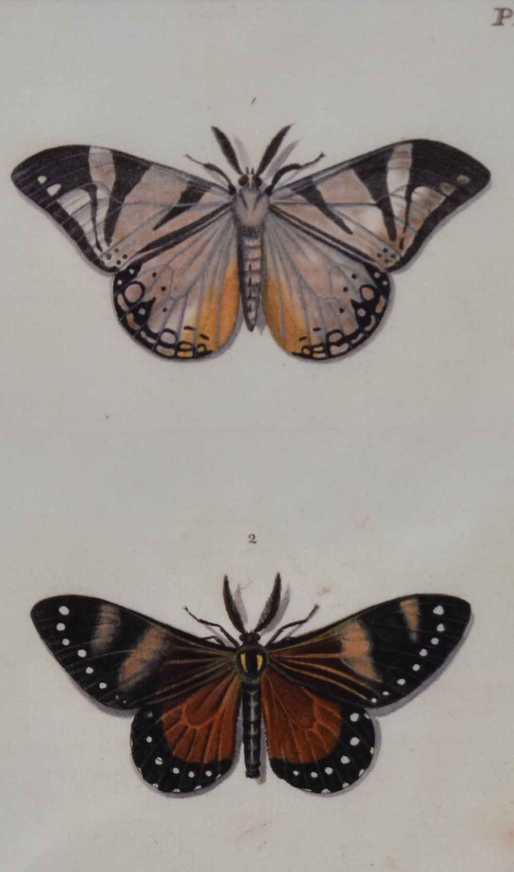 Dru Drury | Drury Butterflies (1837) | MutualArt
