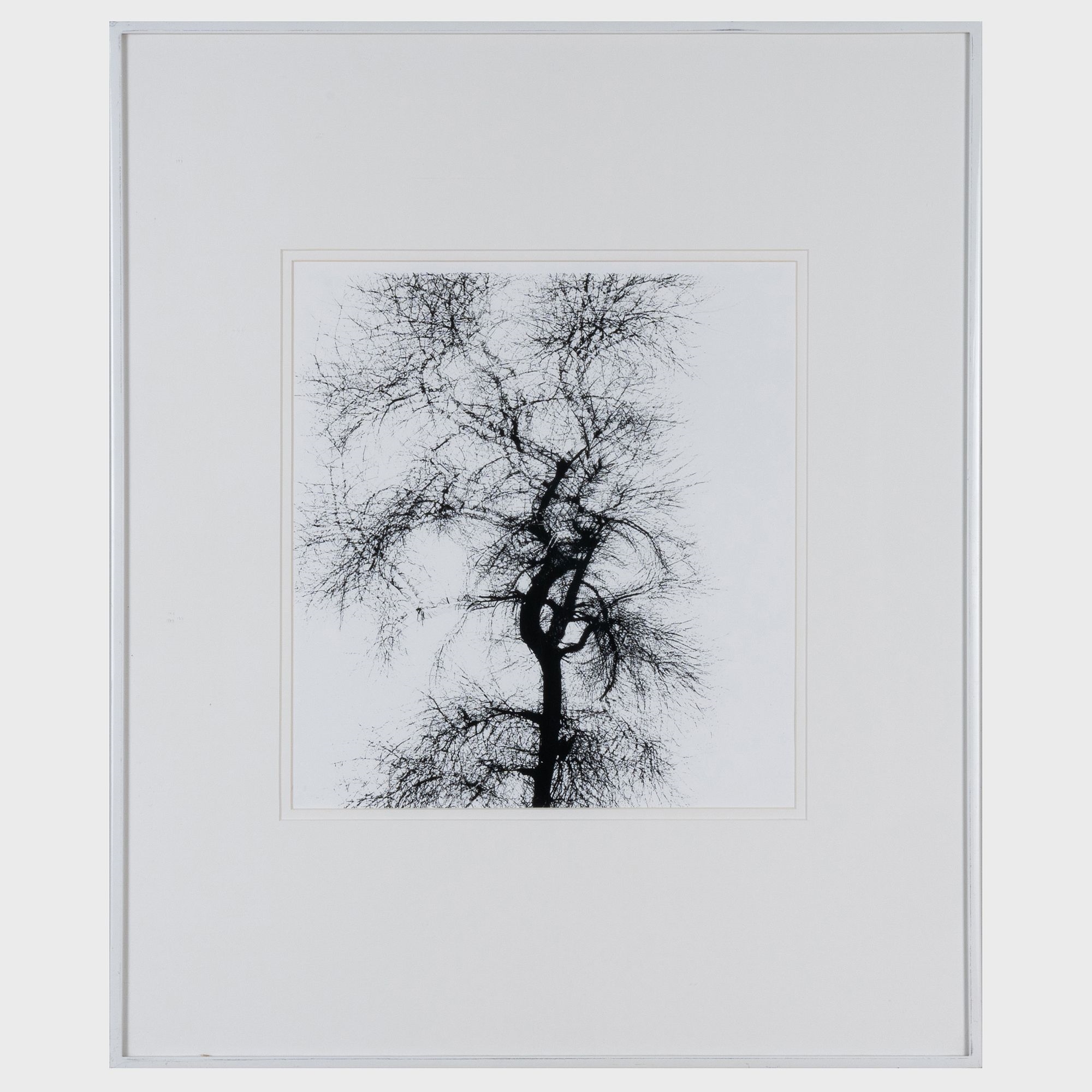 Harry Callahan | Multiple Exposure Tree (1956) | MutualArt