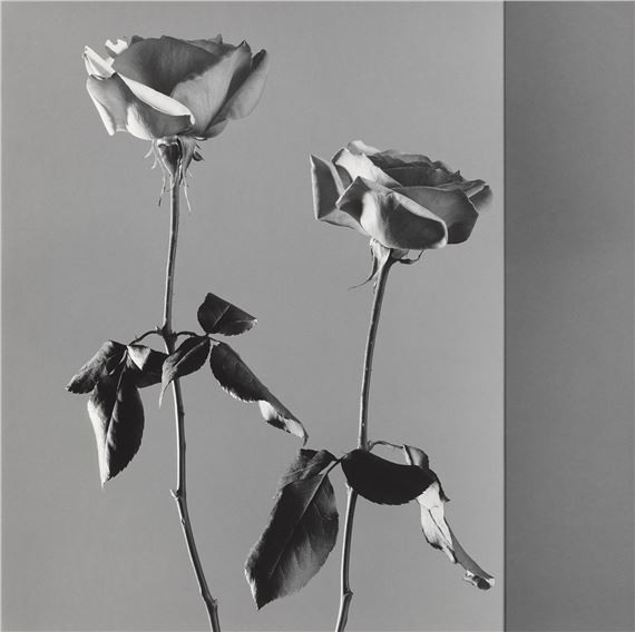 Robert Mapplethorpe | Roses (1988) | MutualArt