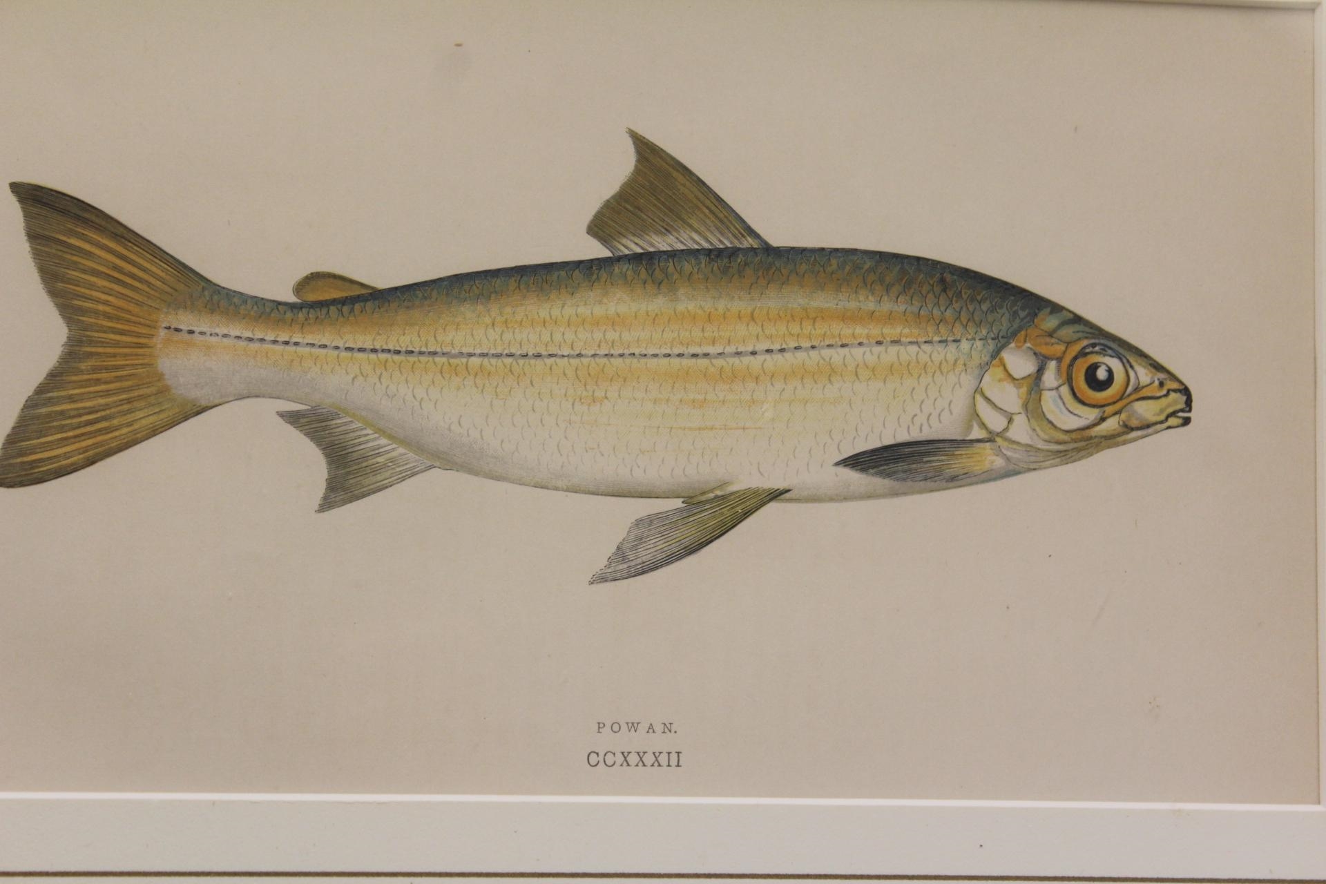 Jonathan Couch | History of Fish by Jonathan Couch Lithograph | MutualArt