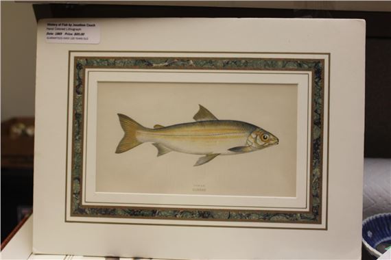 Jonathan Couch | History of Fish by Jonathan Couch Lithograph | MutualArt