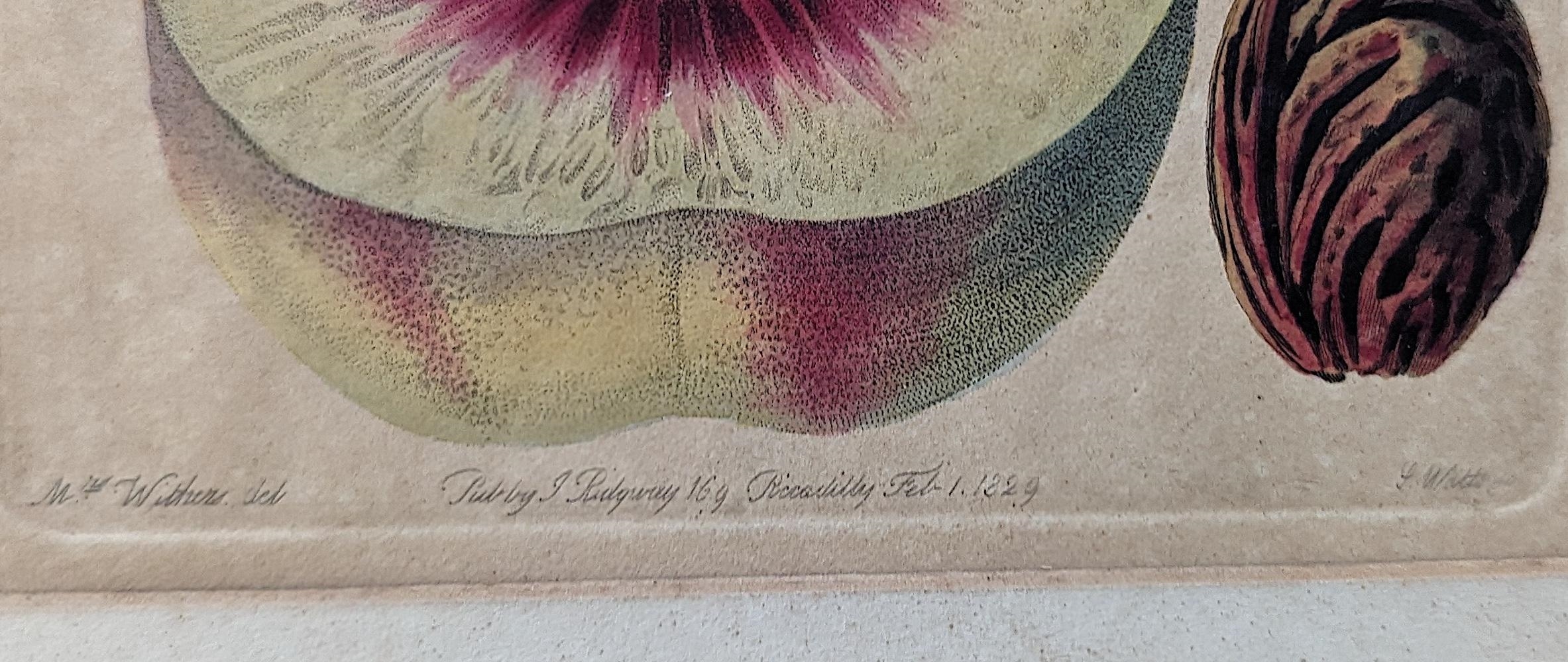 L Watts | Antique Hand-Colored Print with Peach (1829) | MutualArt