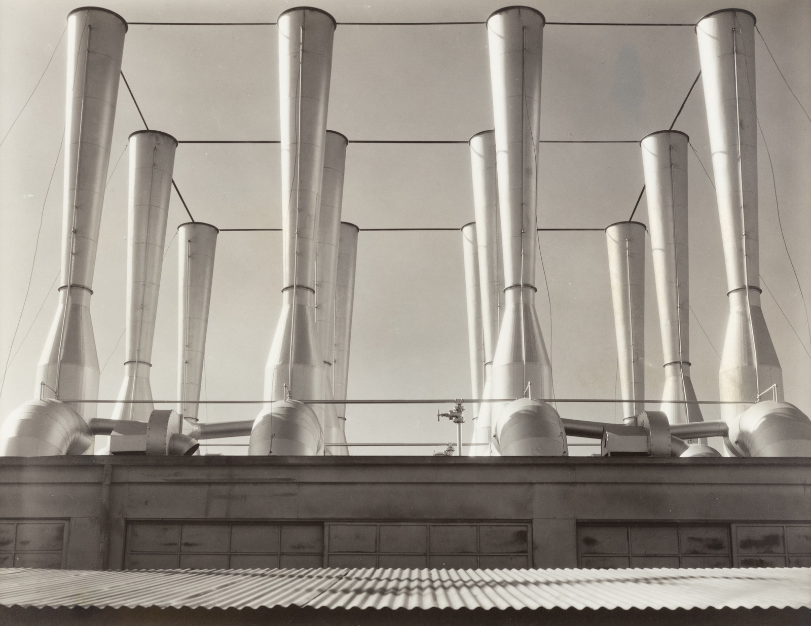 Imogen Cunningham | Calla (1929) | MutualArt