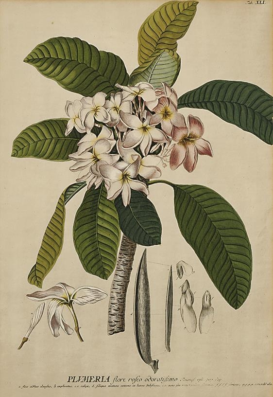 Pierre-Joseph Redouté | Plumeria | MutualArt