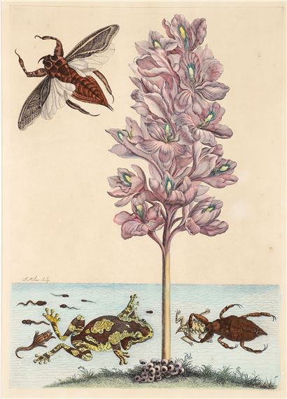 Maria Sibylla Merian | Maria Sibylla Merian Handcolored Insect ...