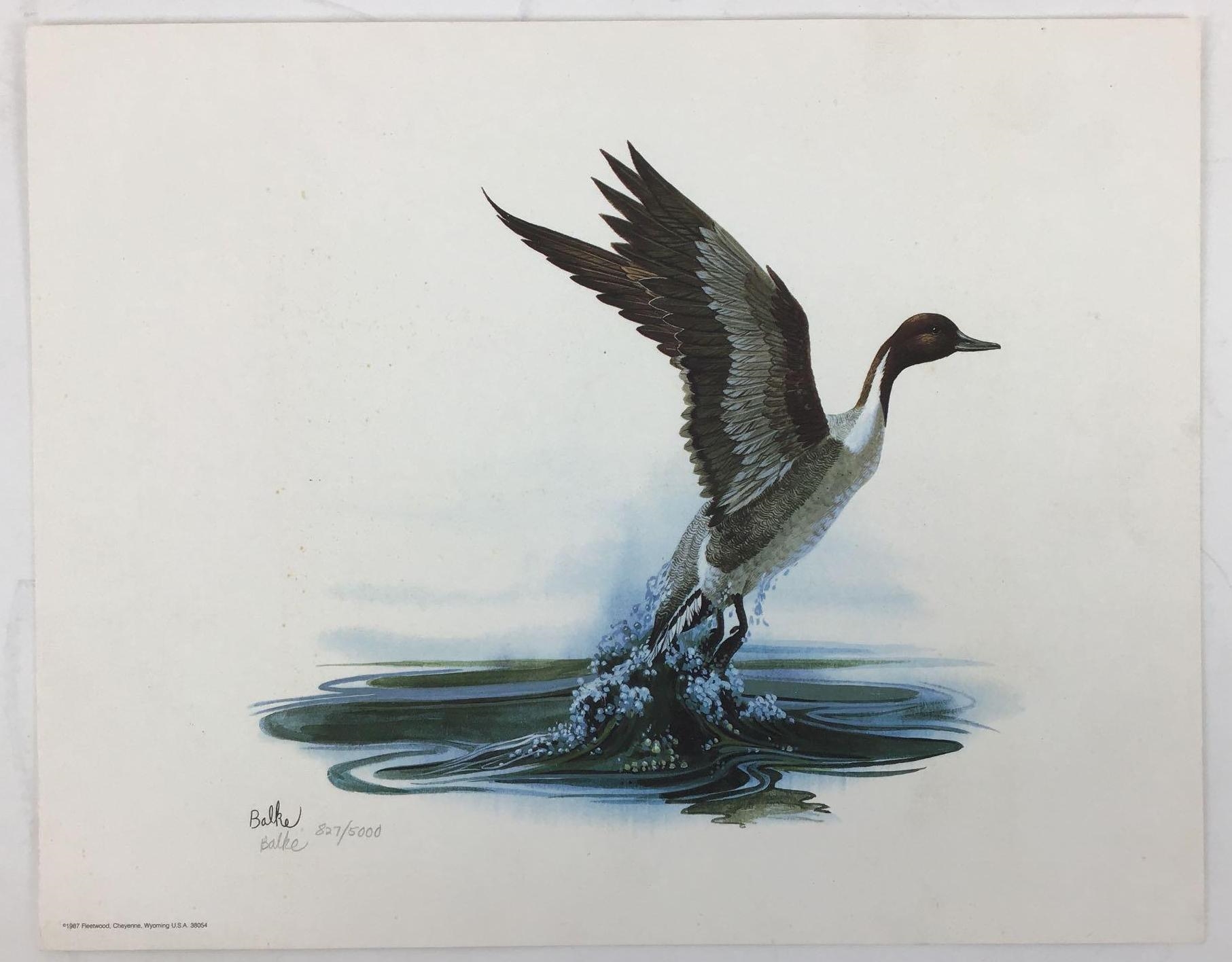Don Balke | Pintail Duck | MutualArt