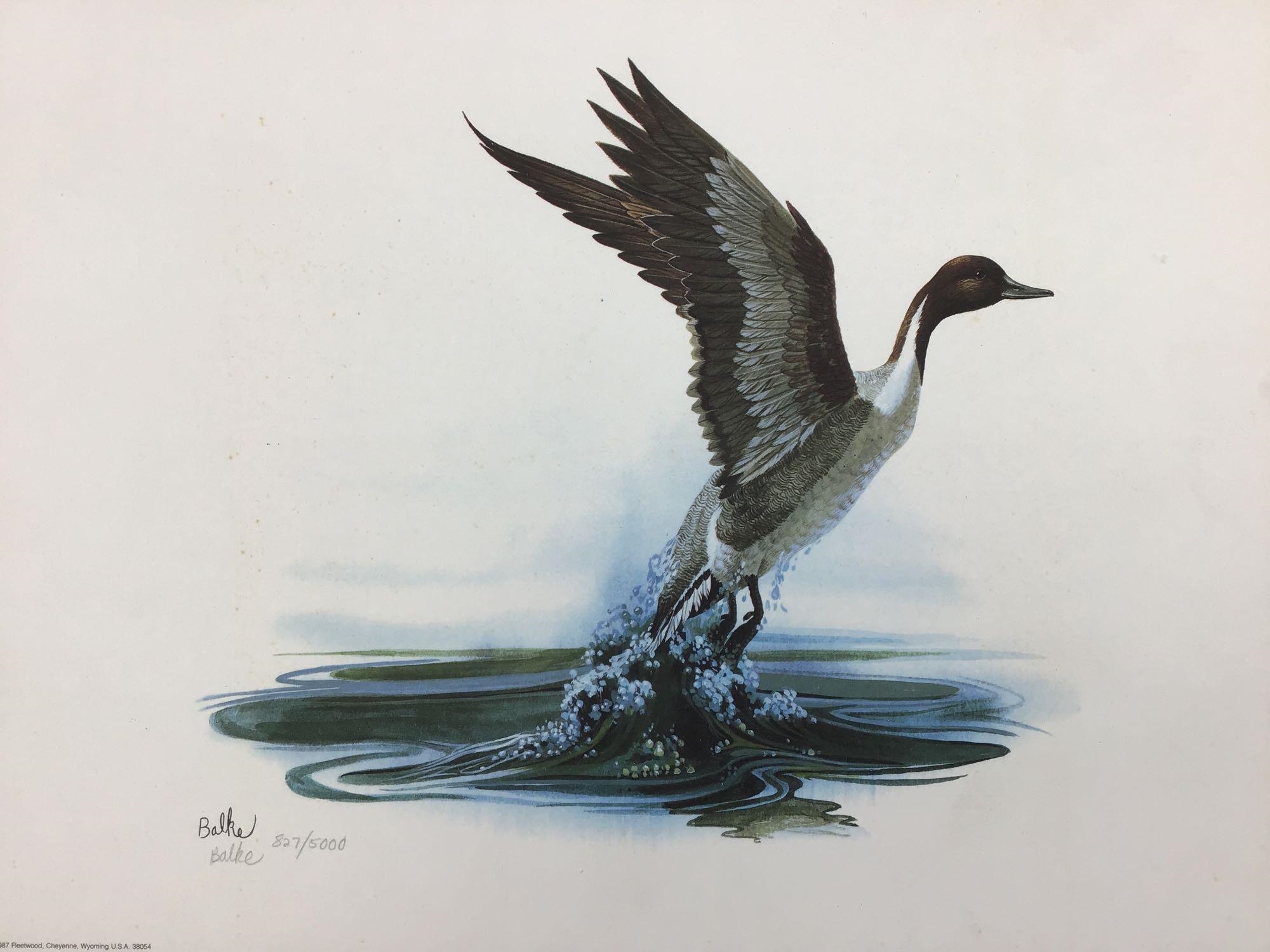 Don Balke | Pintail Duck | MutualArt