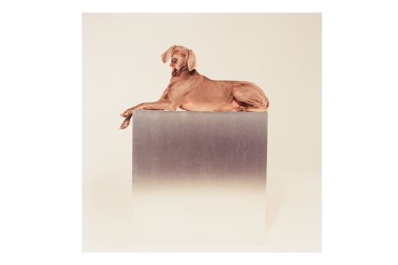 William Wegman | Monument (1999) | MutualArt
