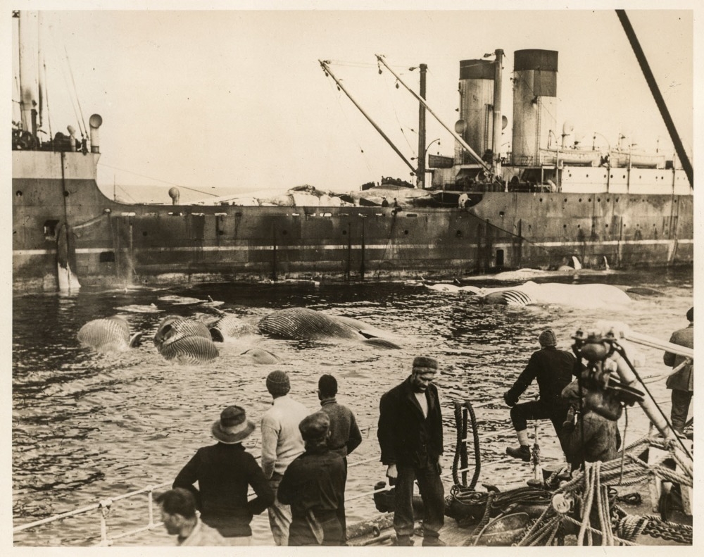 Frank Hurley | Whaling in Antarctica (1931) | MutualArt