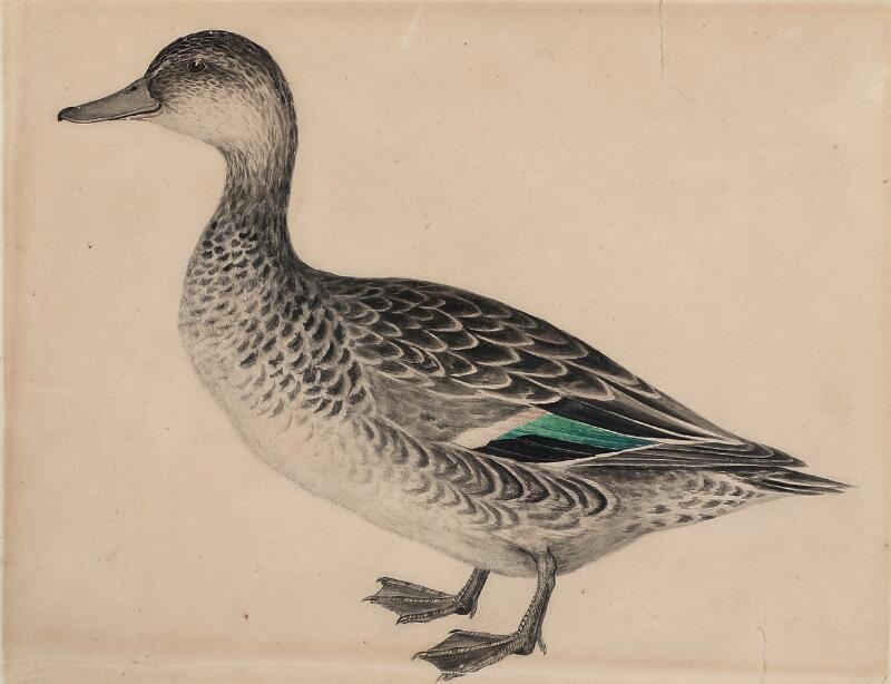 Johannes Larsen | A duck | MutualArt