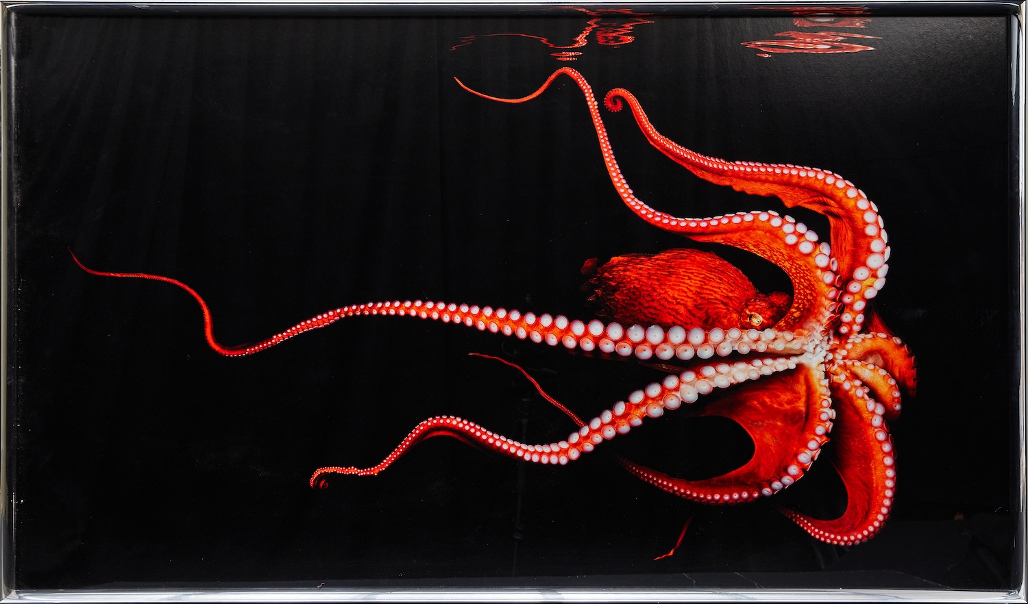 Mark Laita | North Pacific Giant Octopus 2010 (2010) | MutualArt