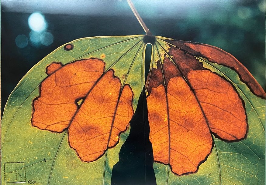 Frans Krajcberg | A natureza de KRAJCBERG (2005) | MutualArt
