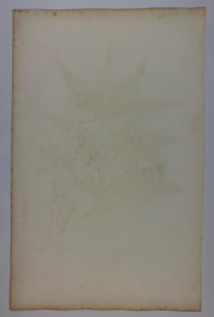 Pierre-Jean-François Turpin | Quercus acutifolia | MutualArt
