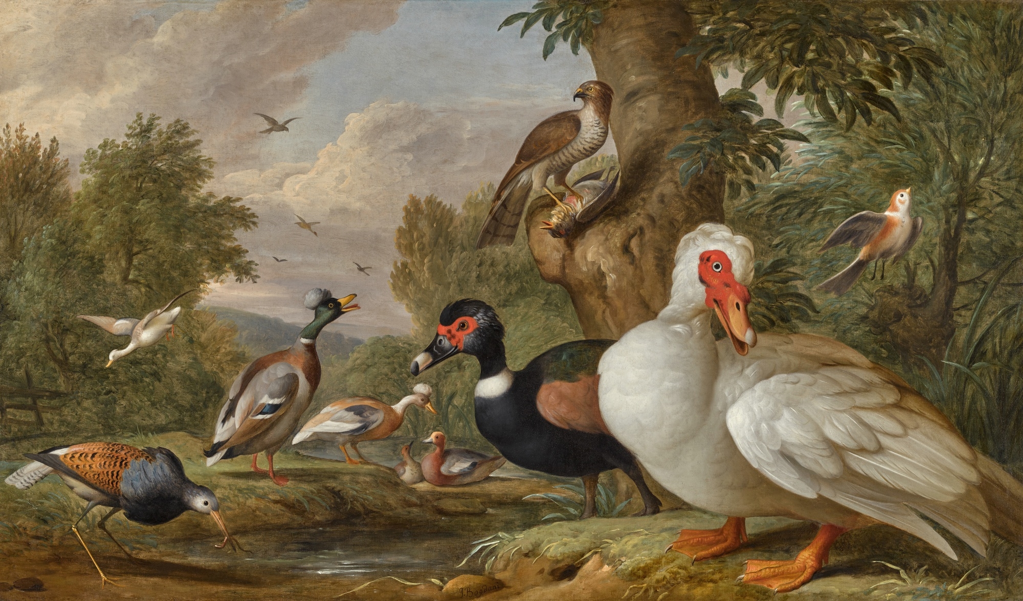 Jakob Bogdany | Muscovy and tufted duck with a ruff, sparrow hawk and ...