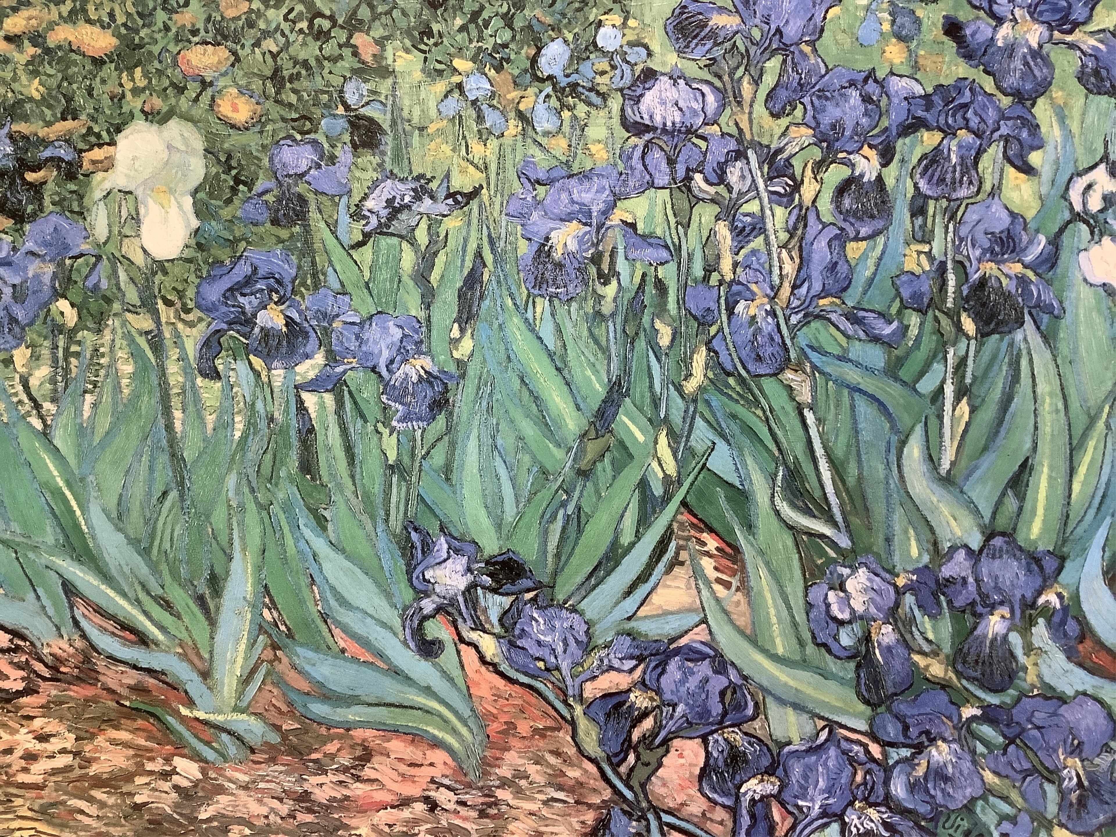 Vincent Van Gogh Irises