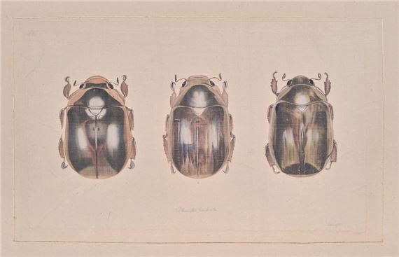 La Roche Laffitte | Plusistis Limbata | MutualArt