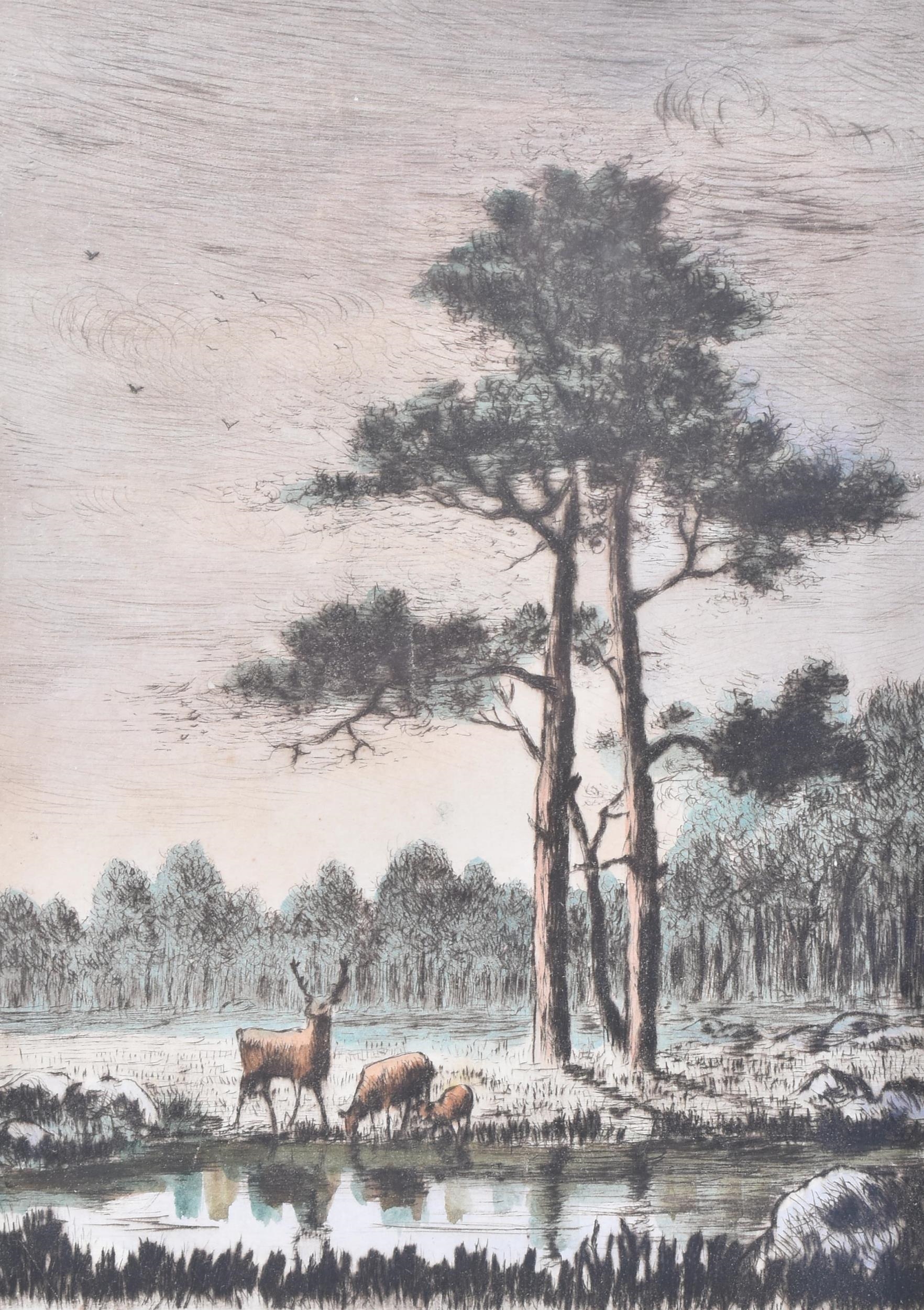 Michael Jacques | Family deer drinking from the river with dense forest ...