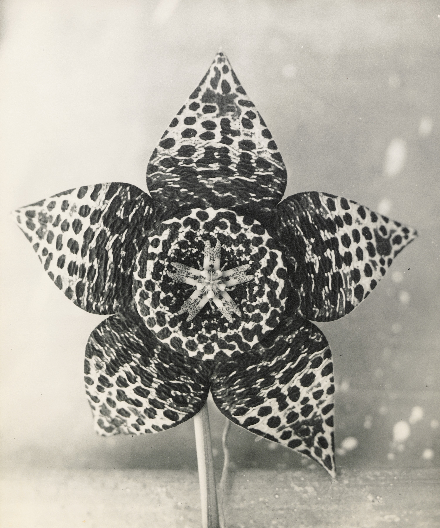 Lou Landauer | Photograms of flowers | MutualArt
