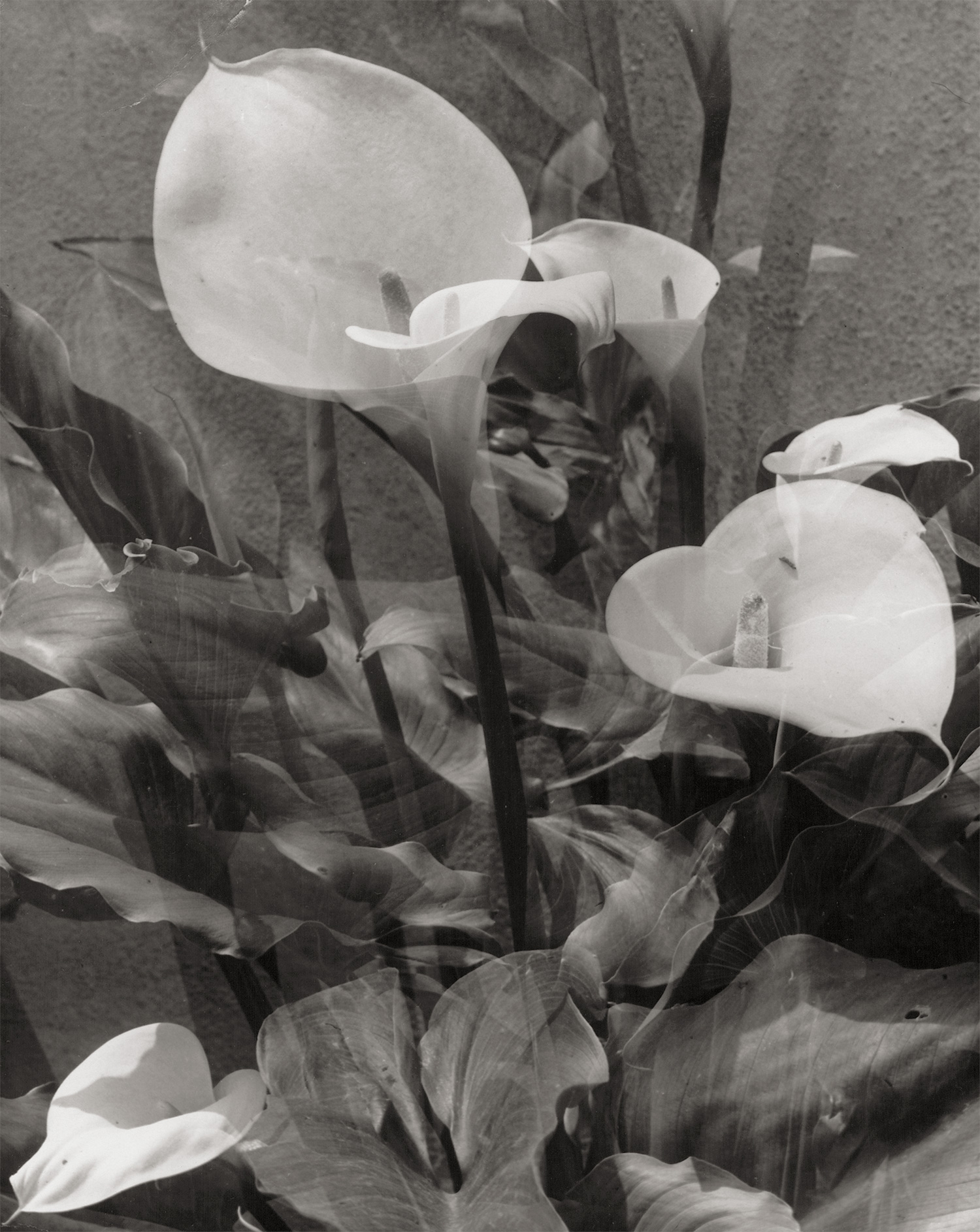 Lou Landauer | Photograms of flowers | MutualArt