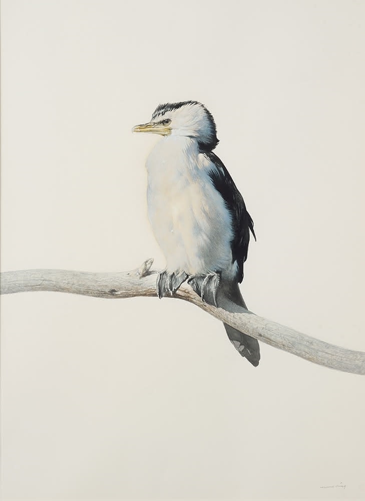 Raymond Harris Ching | Mottled Petrel or Cape Pigeon - Daption Capense ...