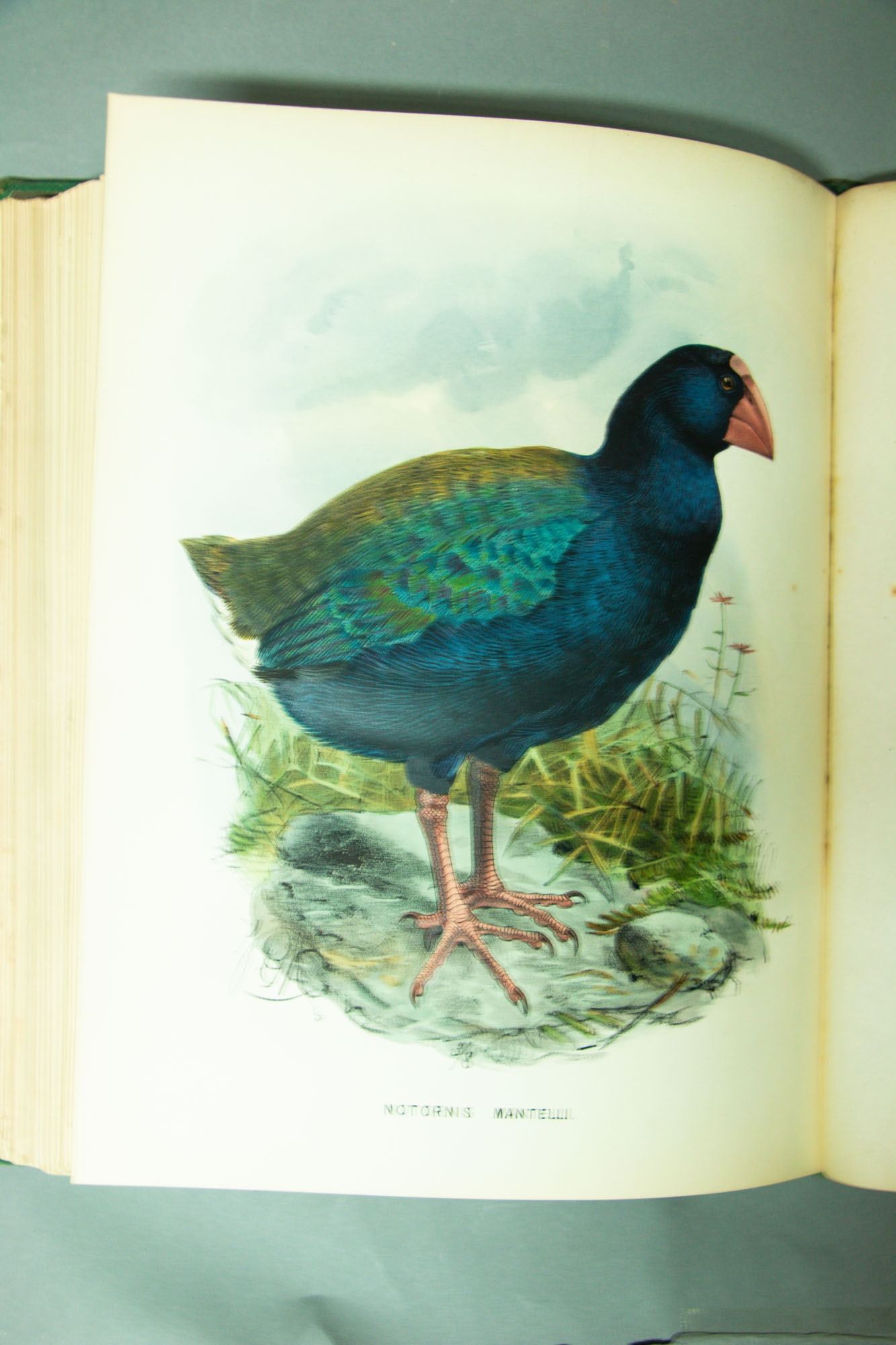 Walter Lawry Buller | A History of the birds of New Zealand (1873 ...