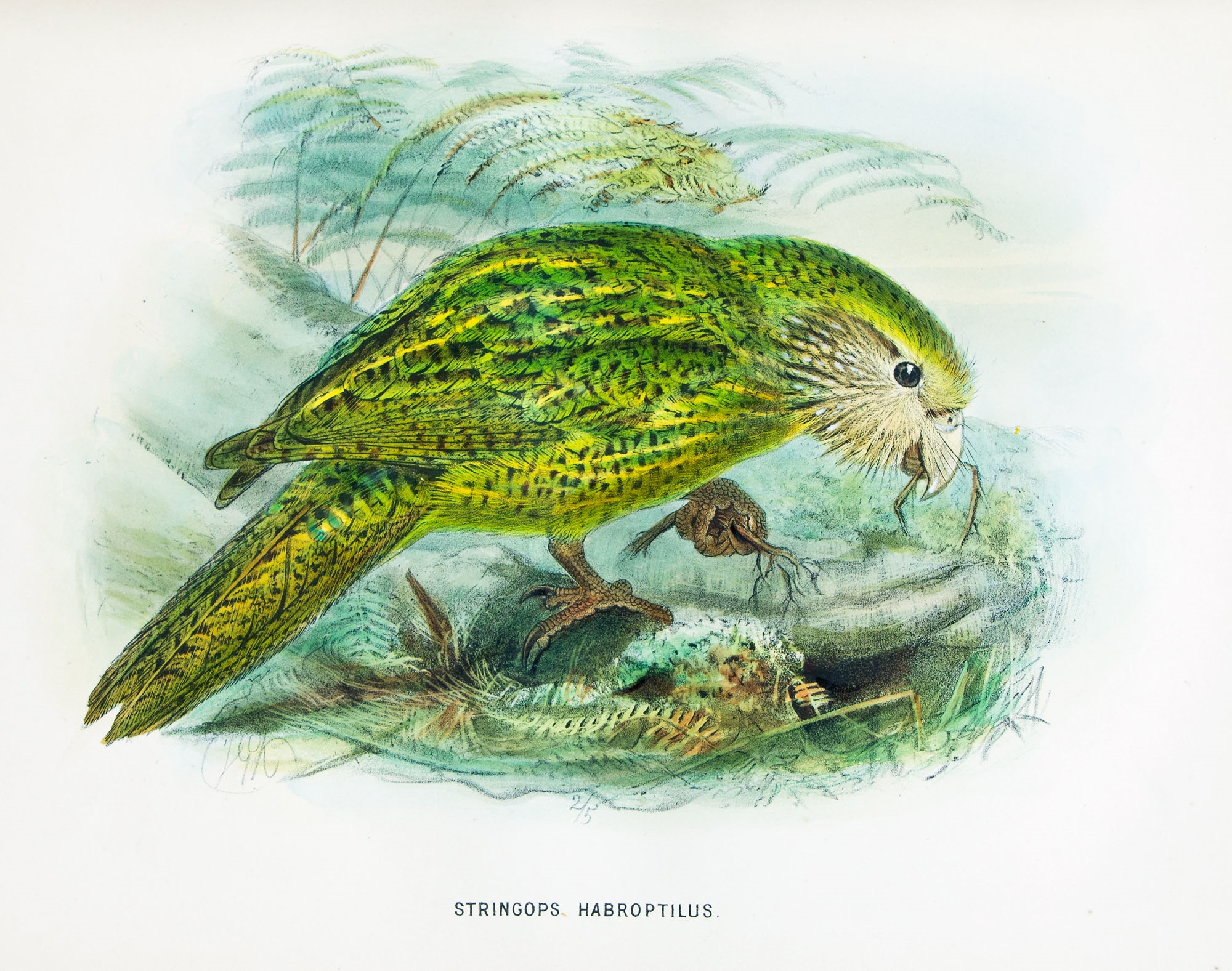 Walter Lawry Buller | A History of the birds of New Zealand (1873 ...