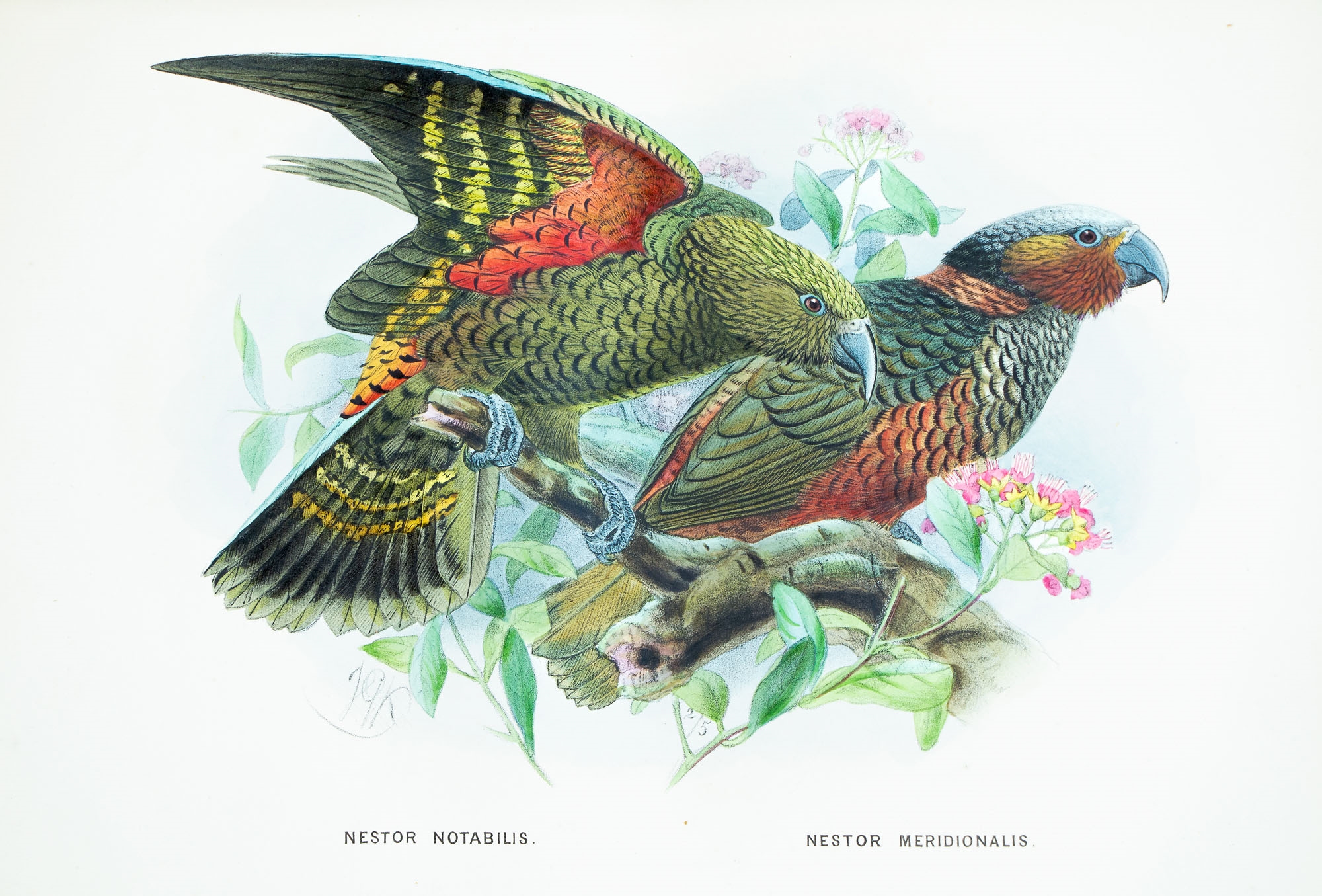 Walter Lawry Buller | A History of the birds of New Zealand (1873 ...