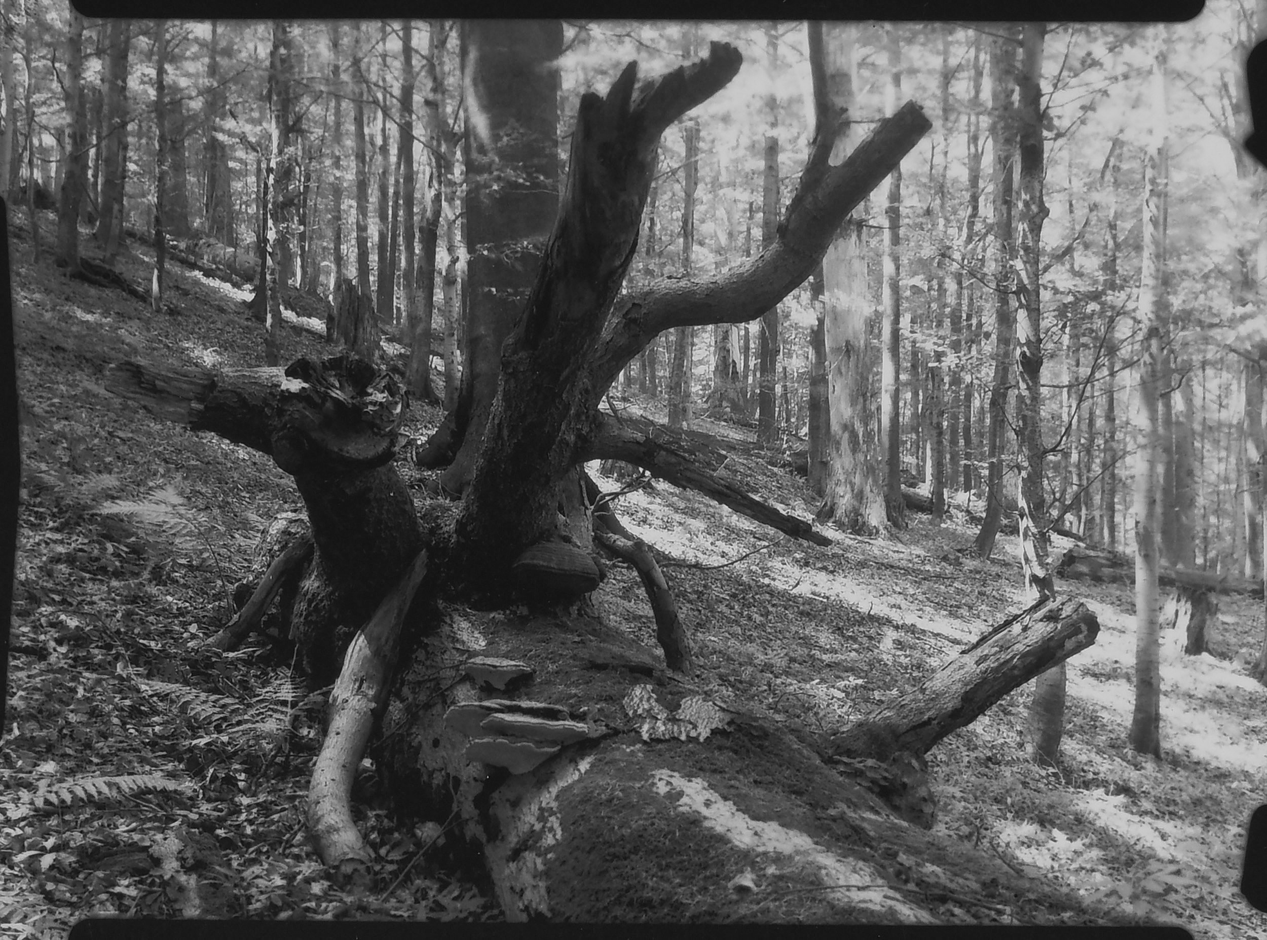 Petr Helbich | Mionší, 1998 (1998) | MutualArt