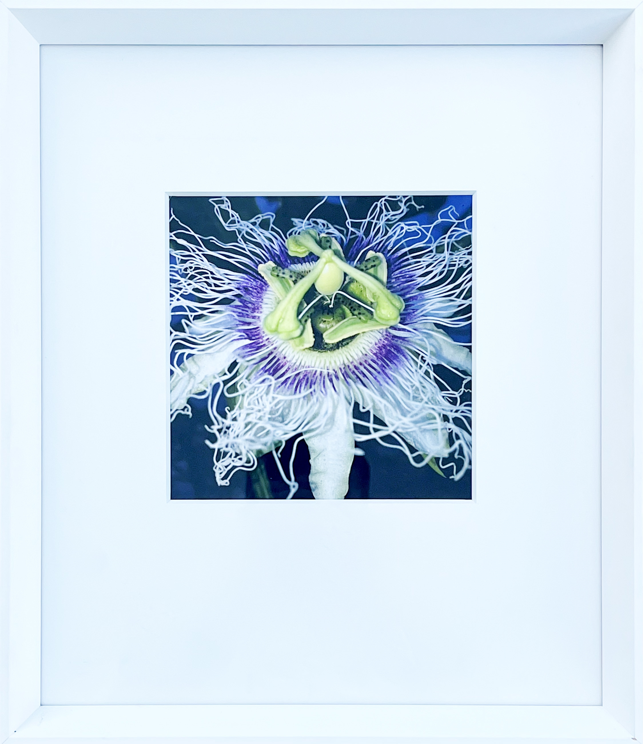 Peter Peryer | Passion Flower, 2012 (2012) | MutualArt