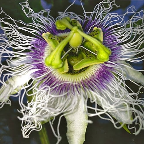 Peter Peryer | Passion Flower, 2012 (2012) | MutualArt