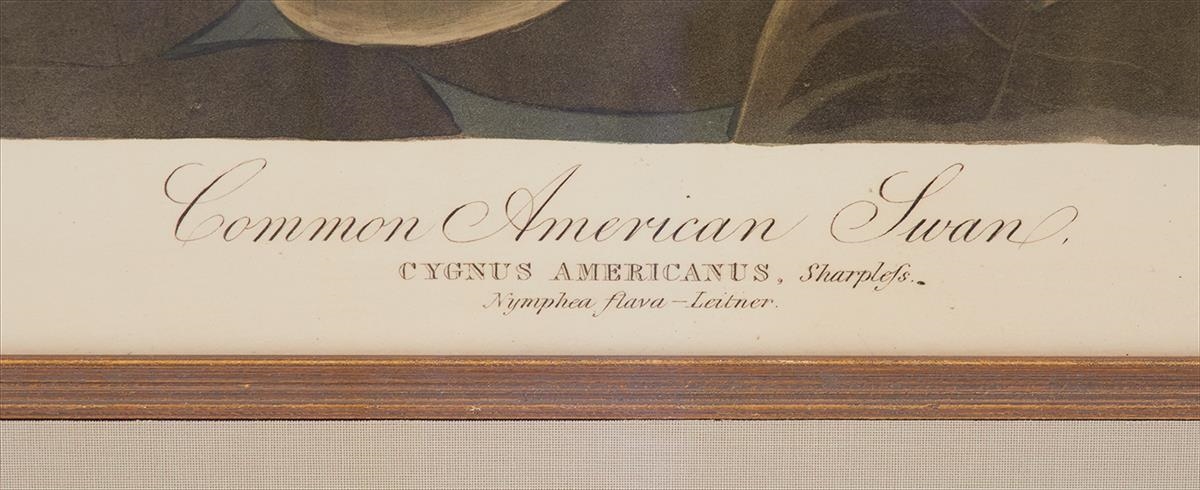 John James Audubon | Common American Swan | MutualArt