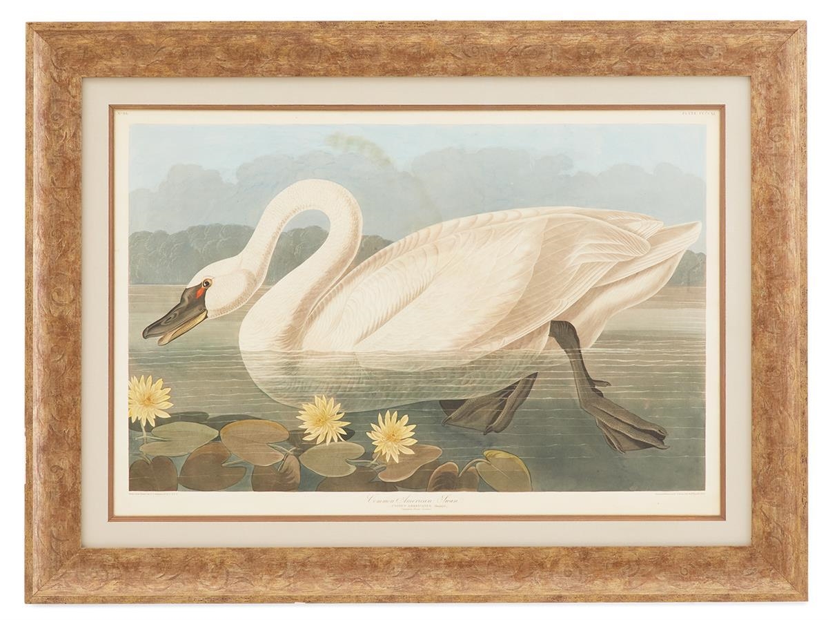 John James Audubon | Common American Swan | MutualArt
