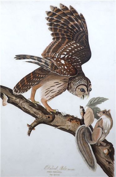 John James Audubon | Robert Havell | MutualArt