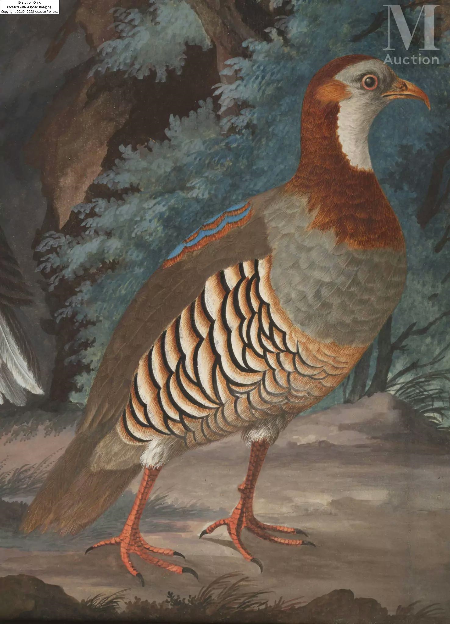 German School, 19th Century | Pigeon et perdrix rouge (Circa 1800 ...