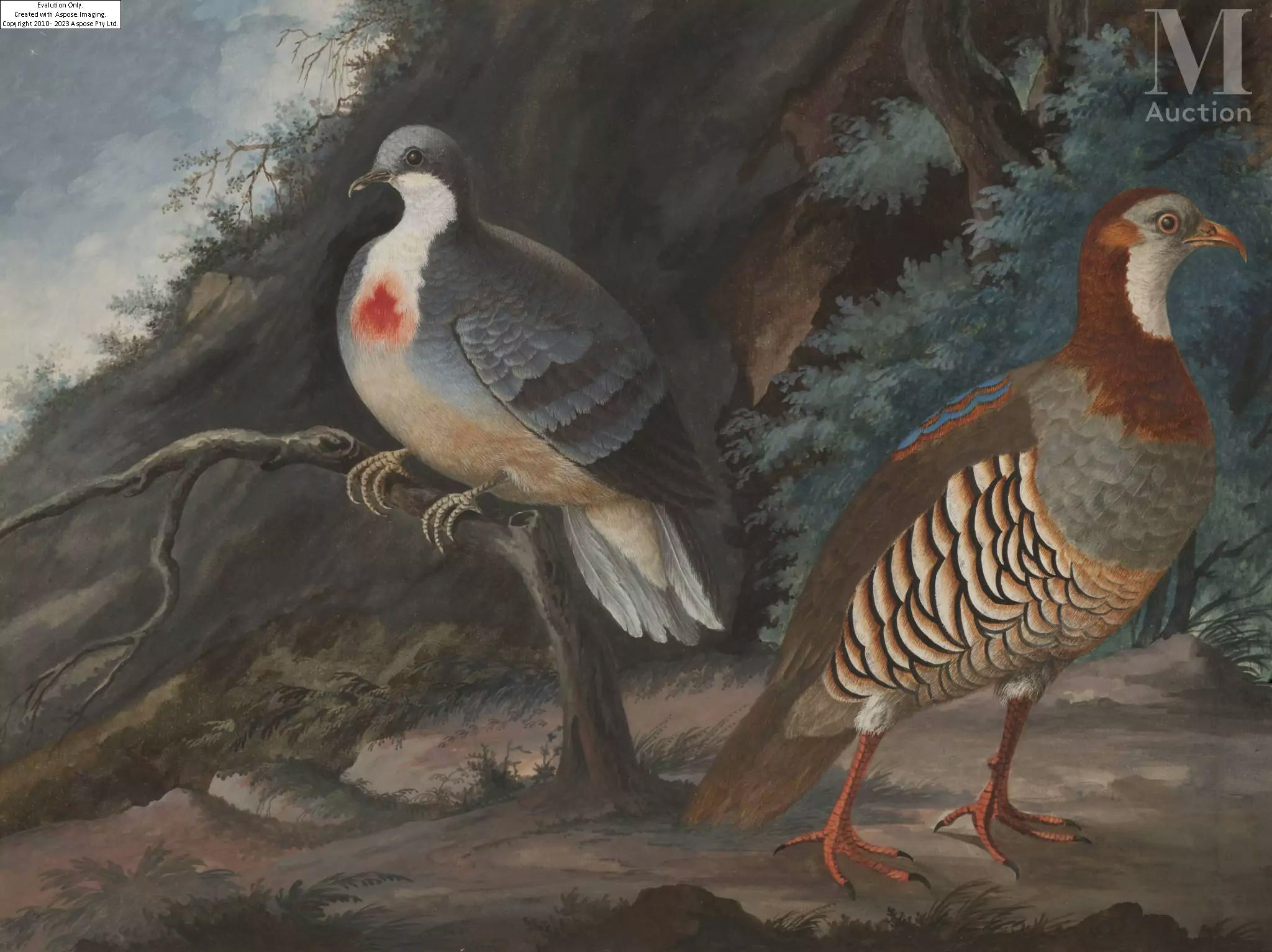 German School, 19th Century | Pigeon et perdrix rouge (Circa 1800 ...
