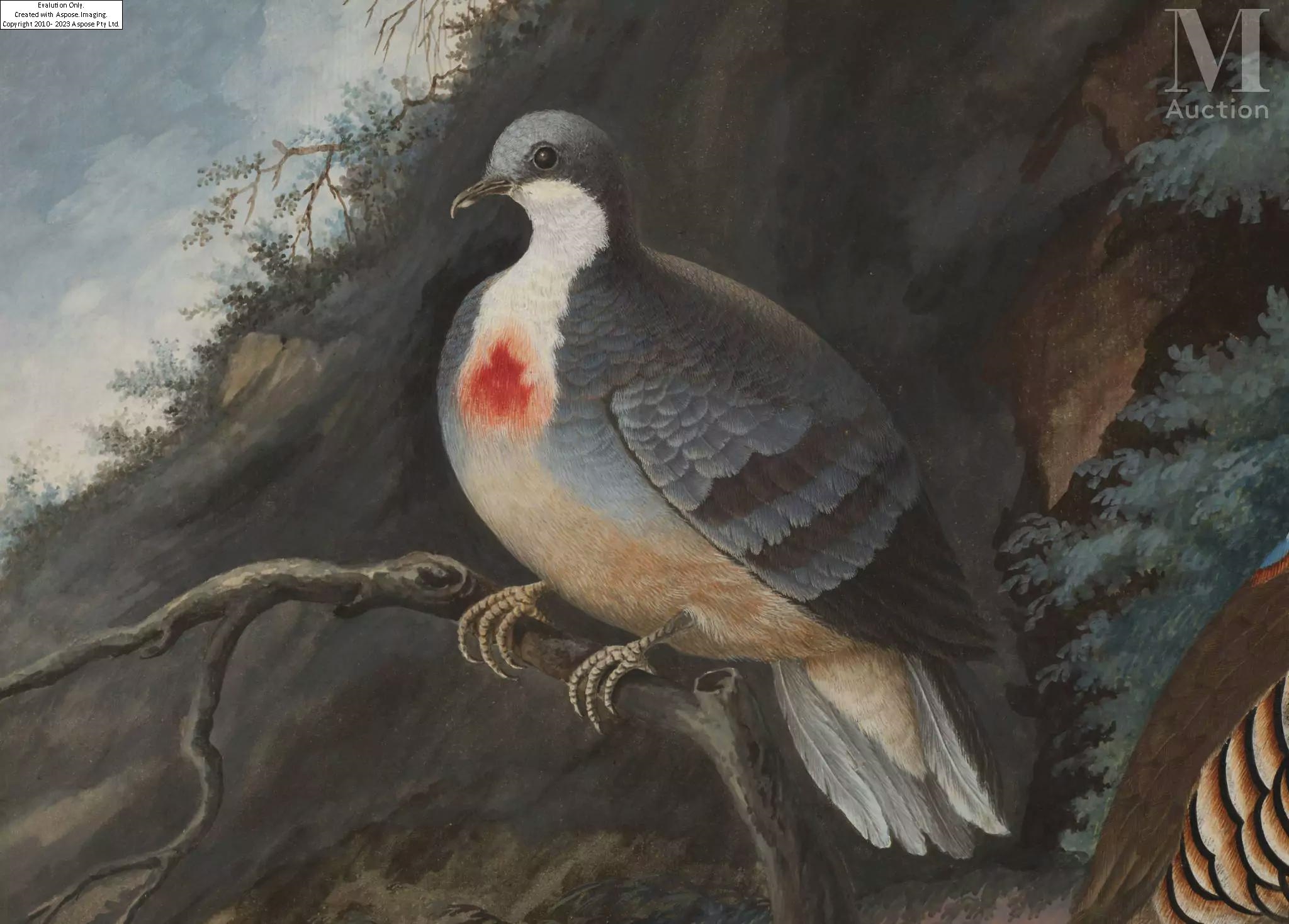 German School, 19th Century | Pigeon et perdrix rouge (Circa 1800 ...