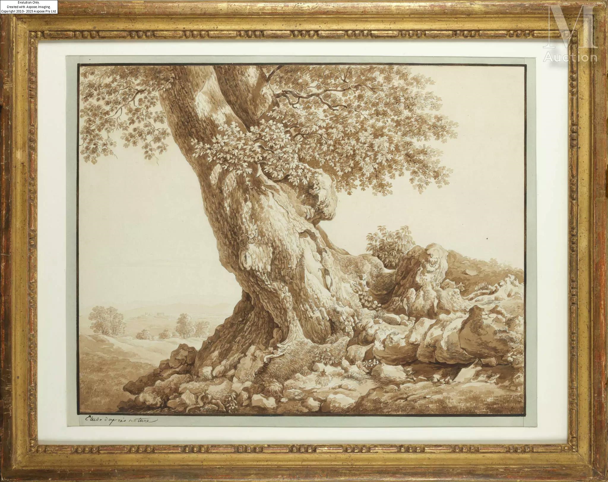 Jacob Philippe Hackert | Etude d’un tronc d’arbre | MutualArt