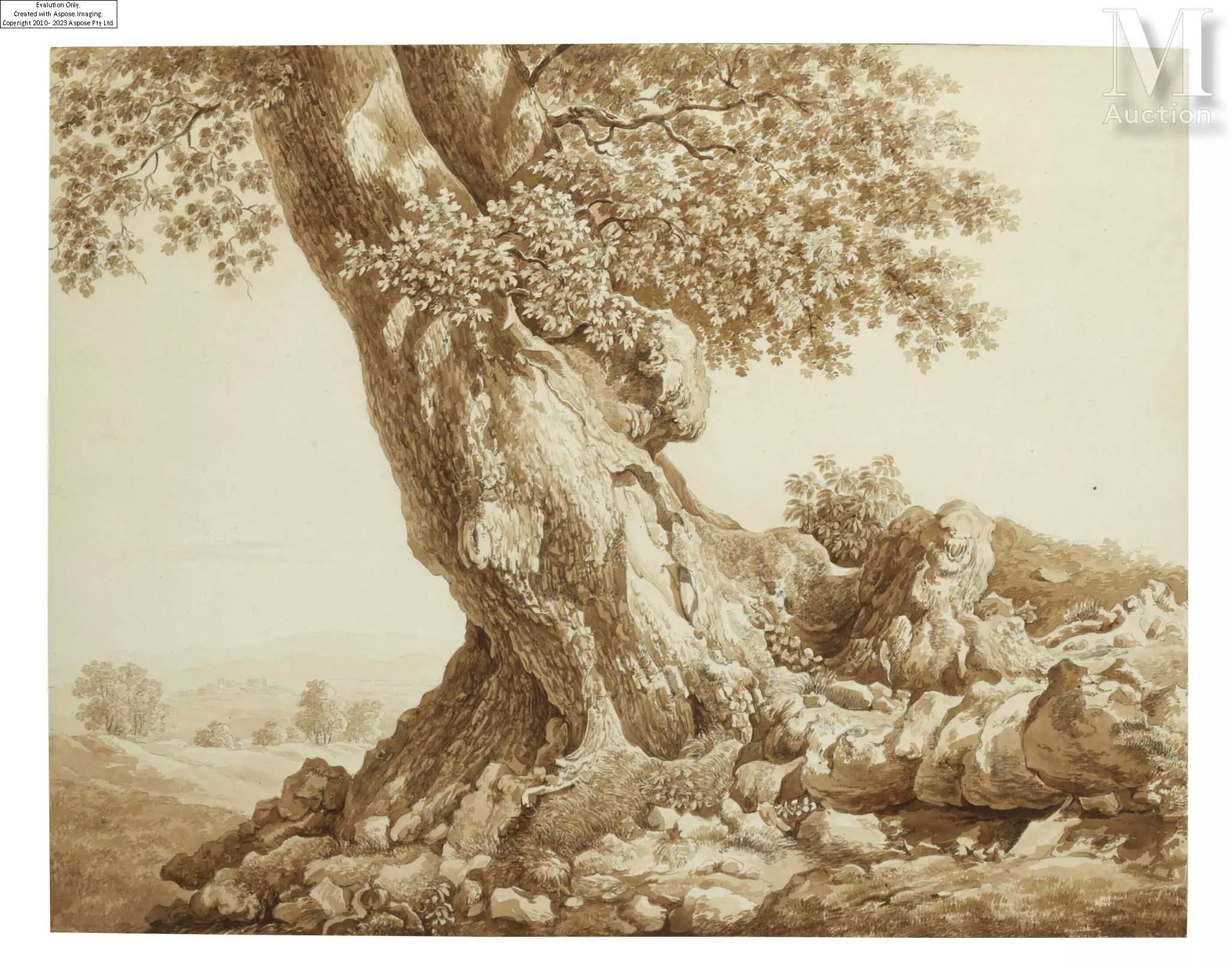 Jacob Philippe Hackert | Etude d’un tronc d’arbre | MutualArt