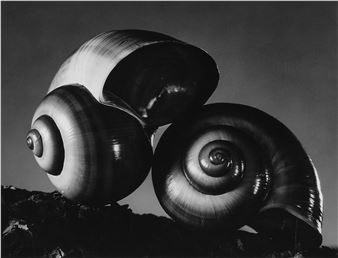 Ruth Bernhard | 1,376 Artworks at Auction | MutualArt