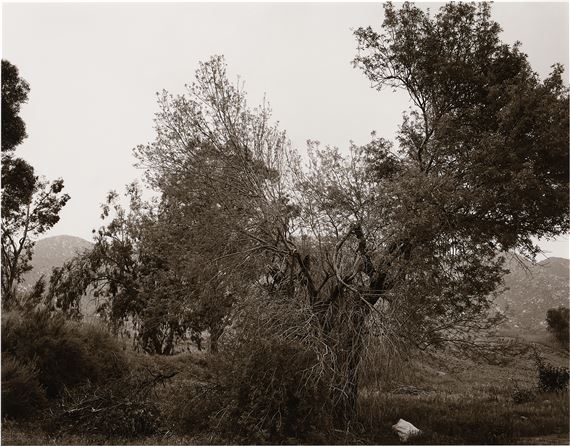 Robert Adams | Self-Portrait (1965) | MutualArt