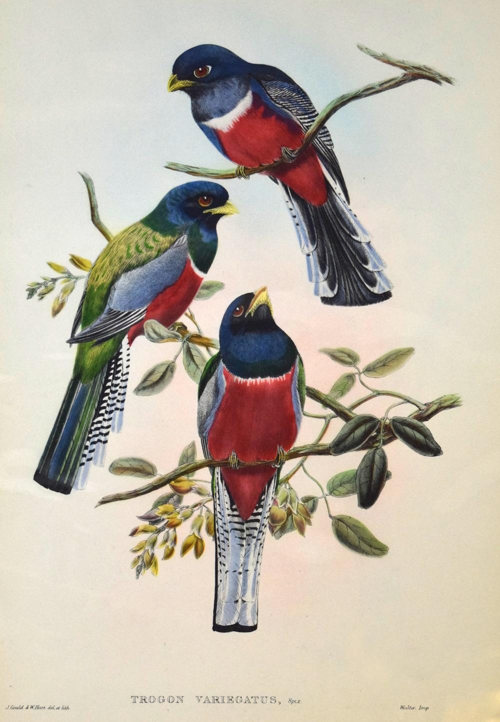 John Gould | TROGON VARIEGATUS (Circa 1865) | MutualArt