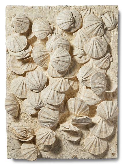 Unknown | Mural of Fossilized Giant Scallop Shells | MutualArt