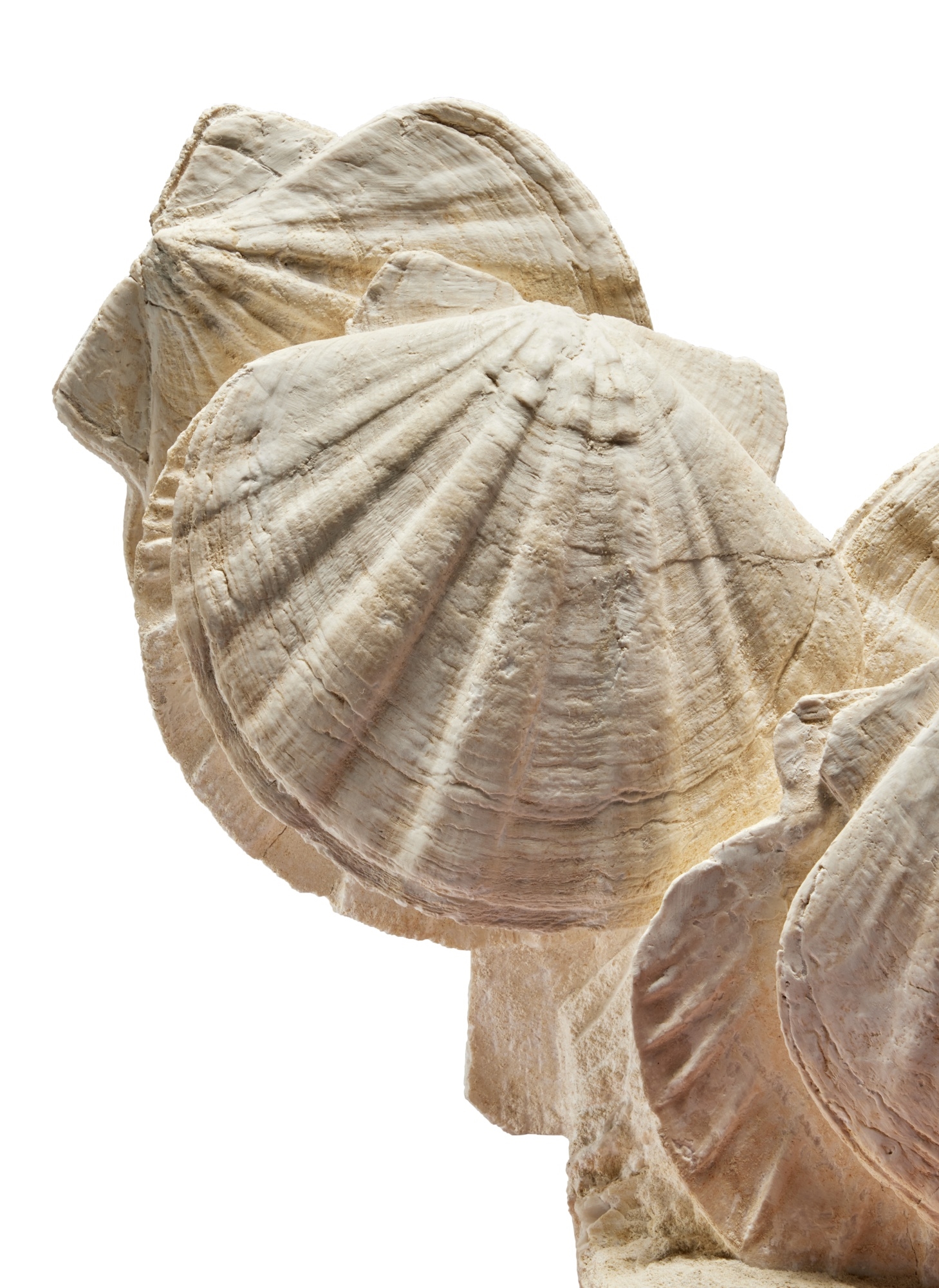 Unknown | Bouquet of Fossilized Giant Scallop Shells | MutualArt