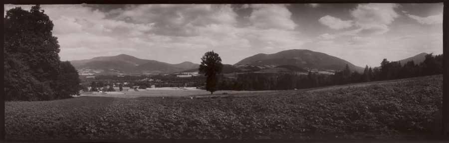 Josef Sudek | Mionsi Forest (1952) | MutualArt