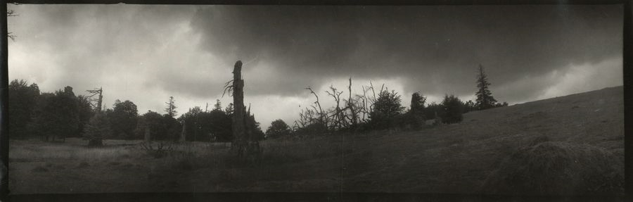 Josef Sudek | Mionsi Forest (1952) | MutualArt