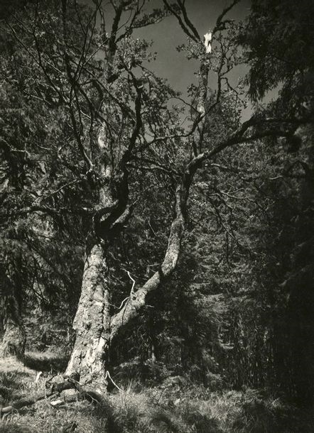 Josef Sudek | Mionsi Forest (Circa 1950) | MutualArt