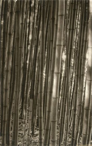 Pierre Brochet | Bamboos (1999) | MutualArt