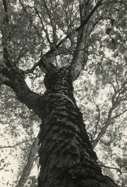 Josef Sudek | Mionsi Forest (1952) | MutualArt