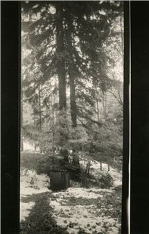Josef Sudek | Mionsi Forest (1952) | MutualArt