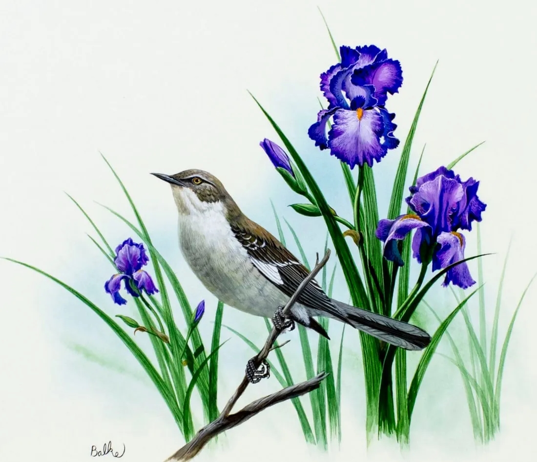 Don Balke | Bird - Mockingbird, Tennessee (1985) | MutualArt